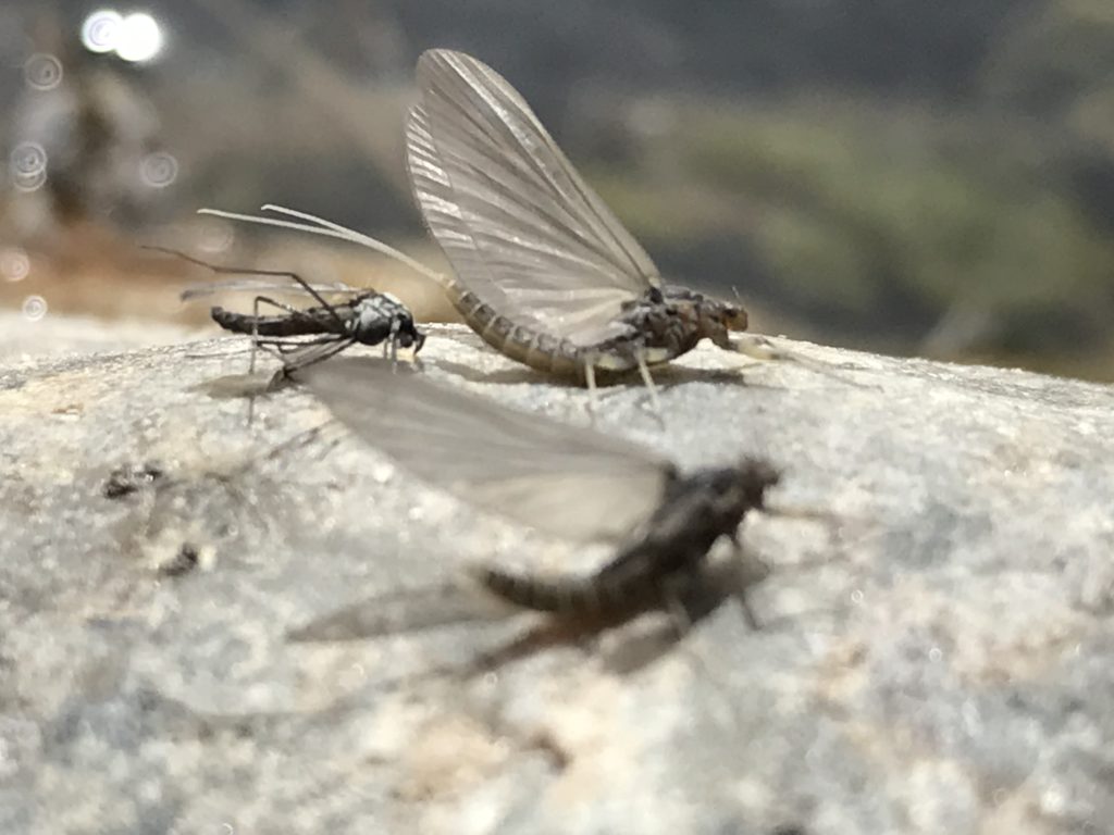 Blue Wing Olives, The First Predictable Mayflies of Spring in Colorado ...