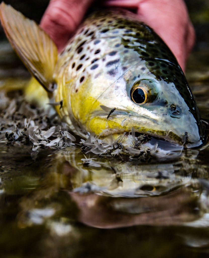 Top 2 Tailwaters to Float Fish in the West and How To - blog ...